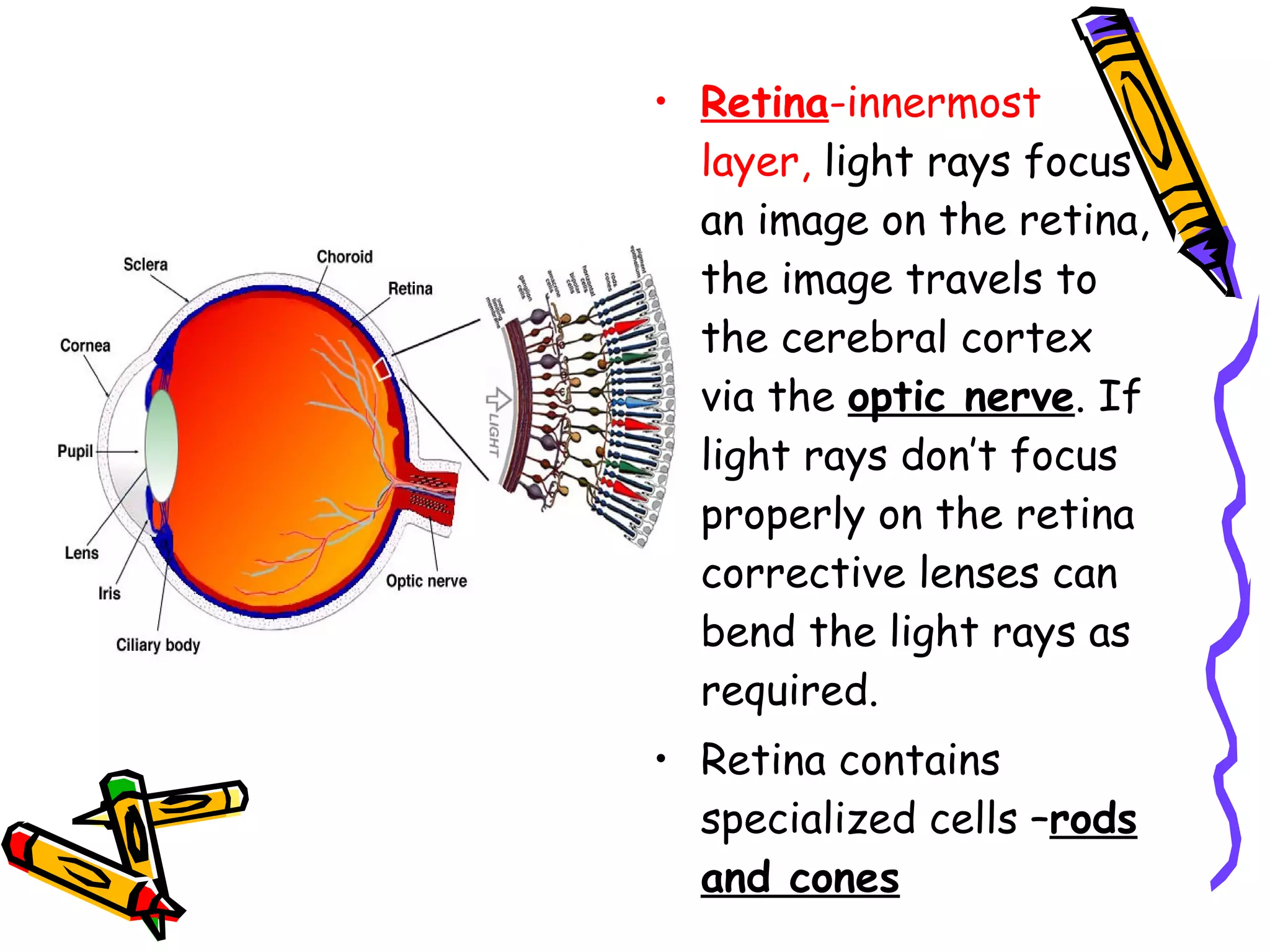 Sensory System | PPT | Ear, Nose and Throat Conditions | Diseases and ...