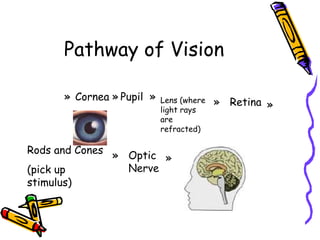 Sensory System | PPT