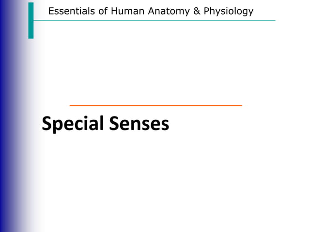 Special senses.pptx