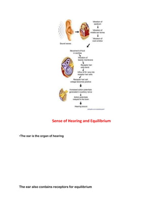 Special Senses.pdf