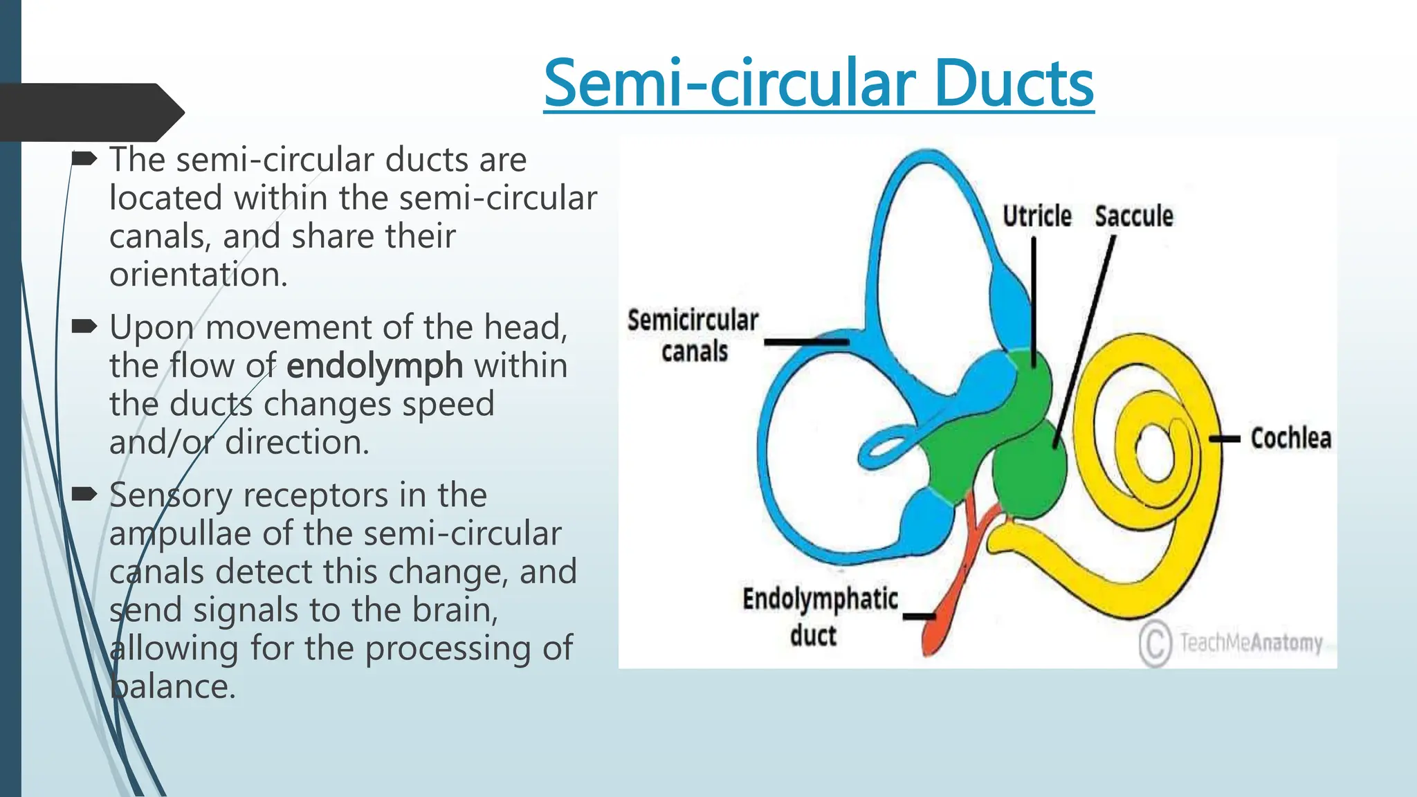 Special Senses eye, ear , nose, tongue ppt | PPTX