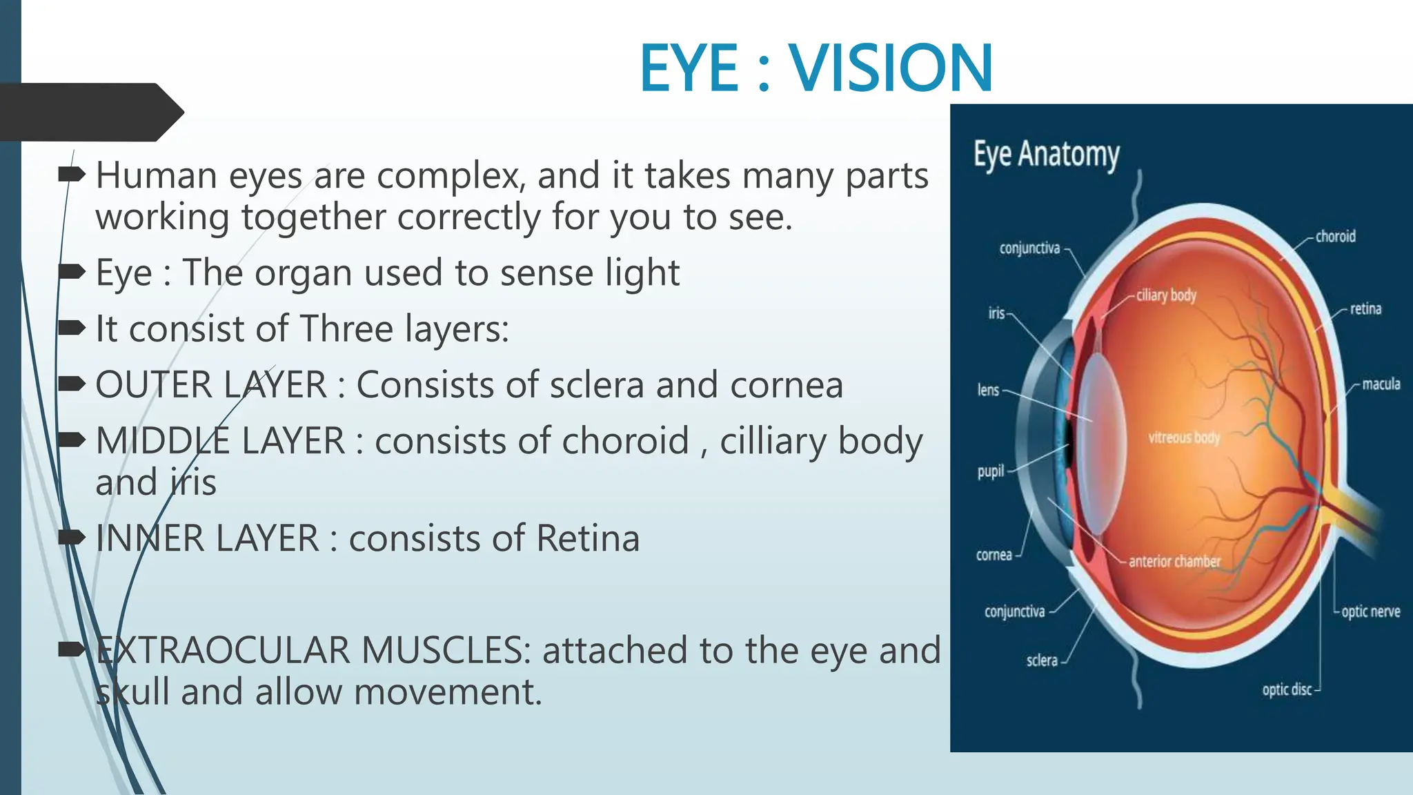 Special Senses eye, ear , nose, tongue ppt | PPTX | Eye and Vision ...