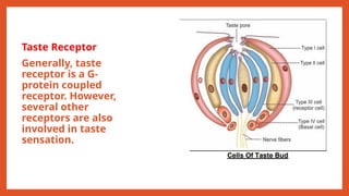 SPECIAL SENSES, IT'S FUNCTIONS & DIFFERENT RECEPTORS.pptx