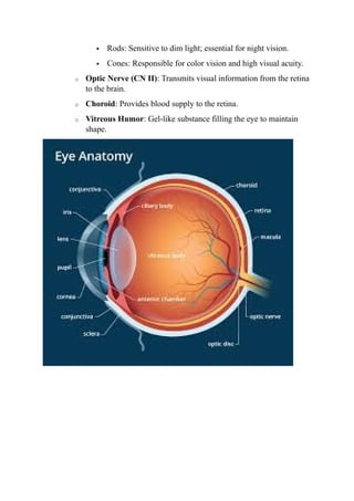 special senses - VISION (ANATOMY, PHYSIOLOGY, INTERVENTIONS ...