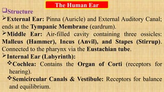 special senses-eye, ear, nose, tongue.pptx