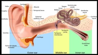 special senses-eye, ear, nose, tongue.pptx