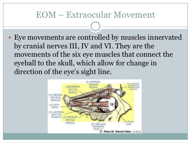 Special senses chapter 13