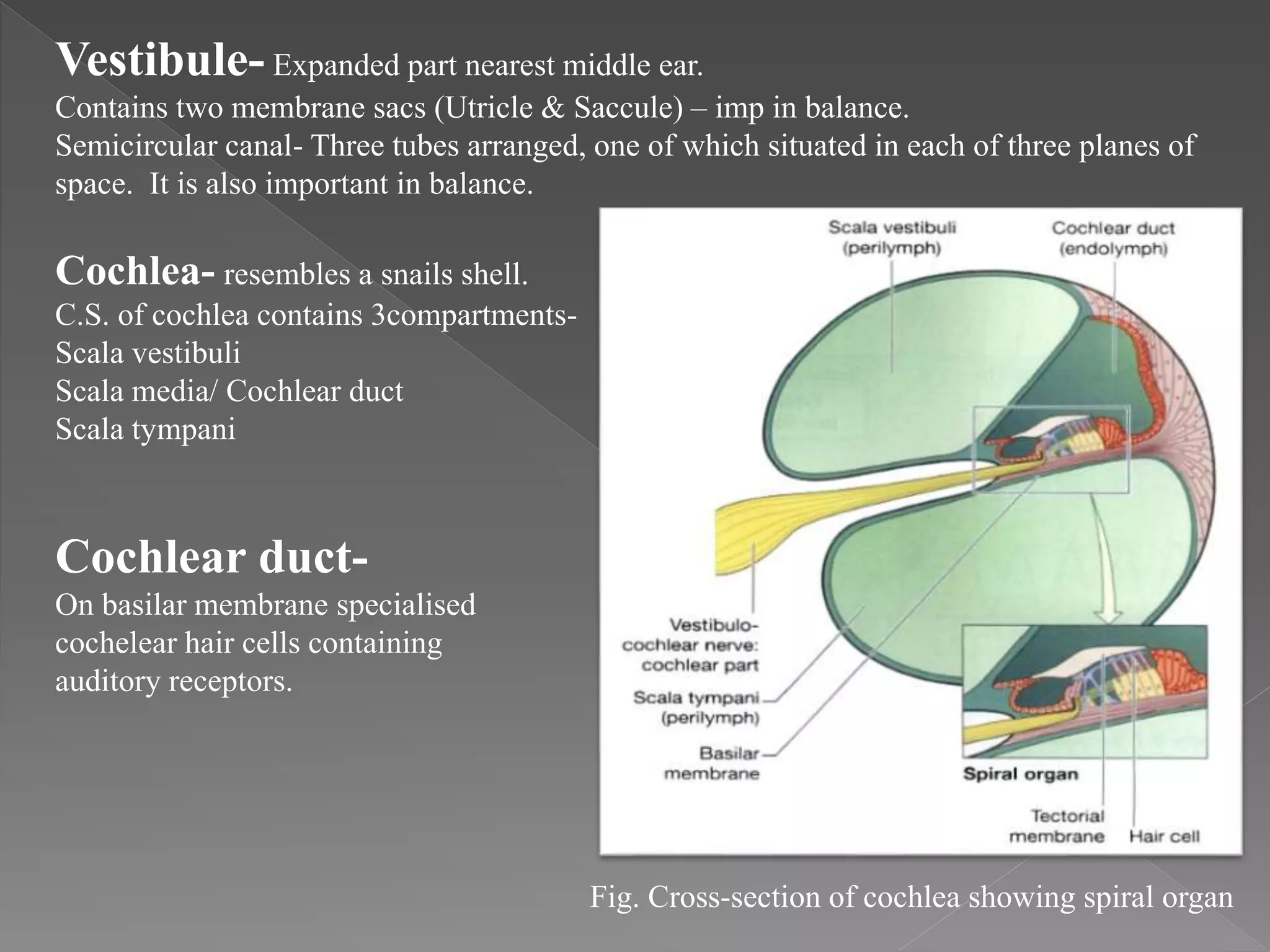 Special senses ear ppt | PPTX