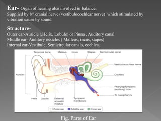 Special senses ear ppt | PPTX