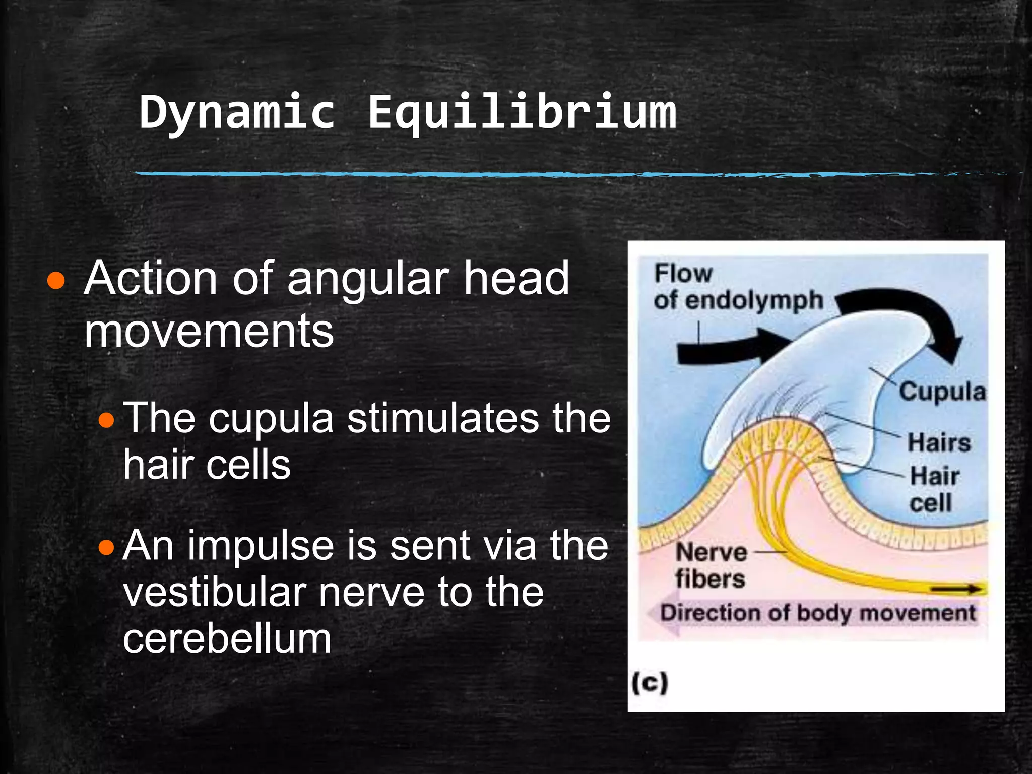 Special Senses - Equilibrium and Hearing | PPTX