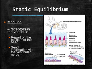 Special Senses - Equilibrium and Hearing | PPTX