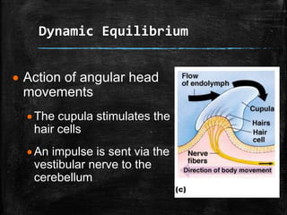 Special Senses - Equilibrium and Hearing | PPTX