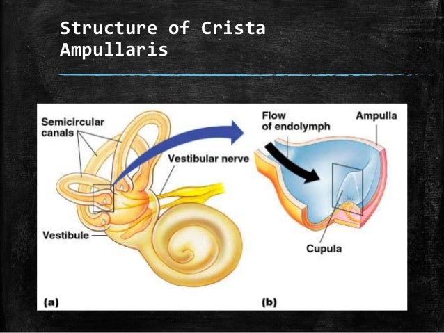 Special Senses - Equilibrium and Hearing