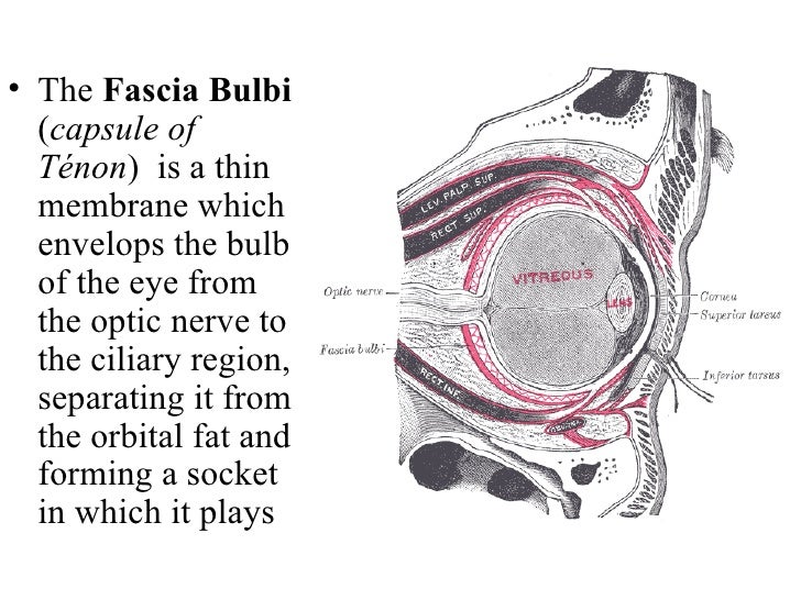 Special Senses For Review