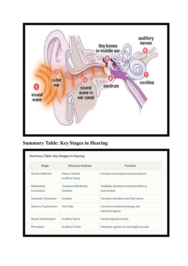 special senses-HEARING , VESTIBULAR - IN DETAIL LECTURE NOTES | PDF