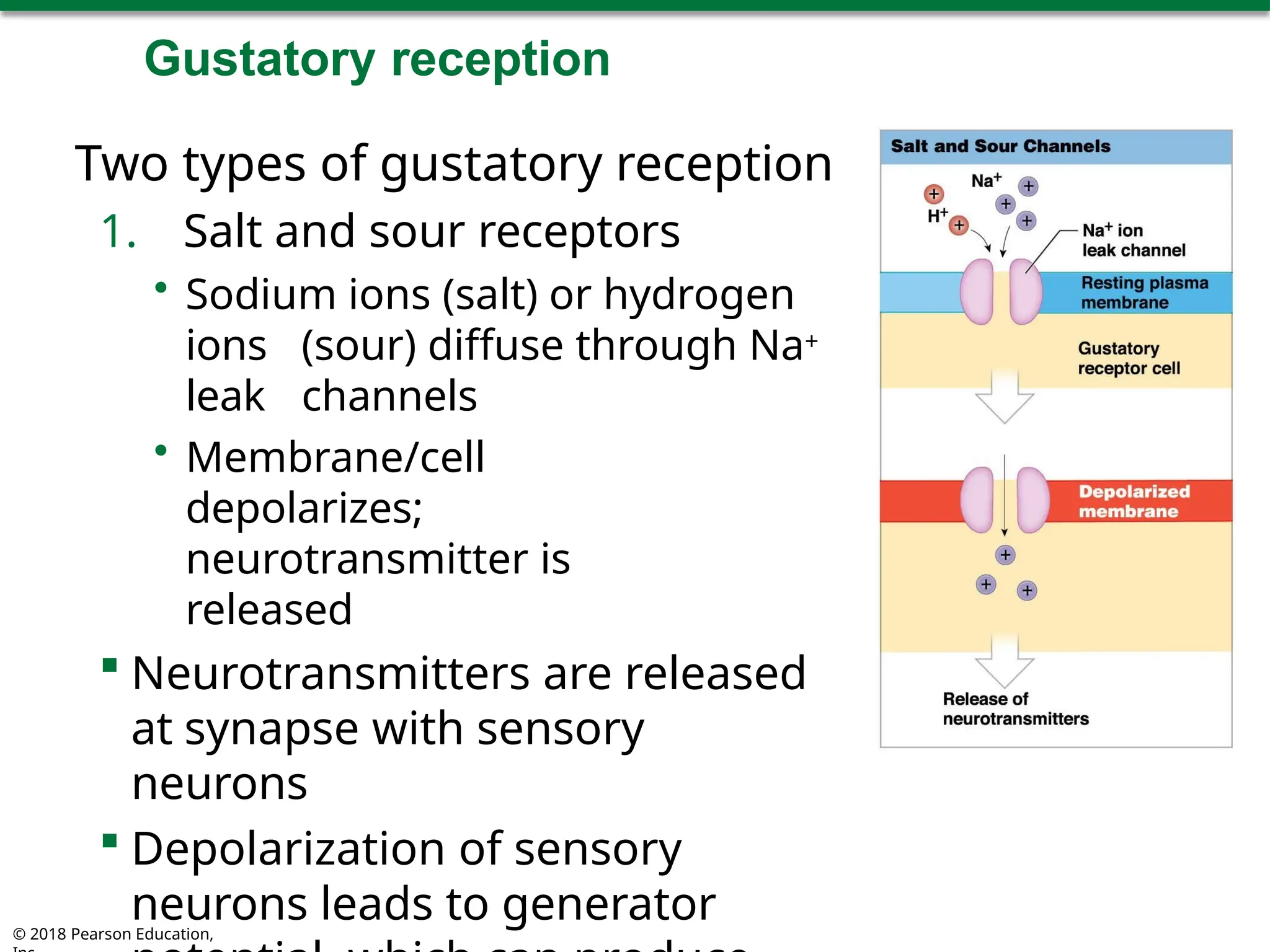 Special senses-lecture slides.pptx,,,,,, | PPTX