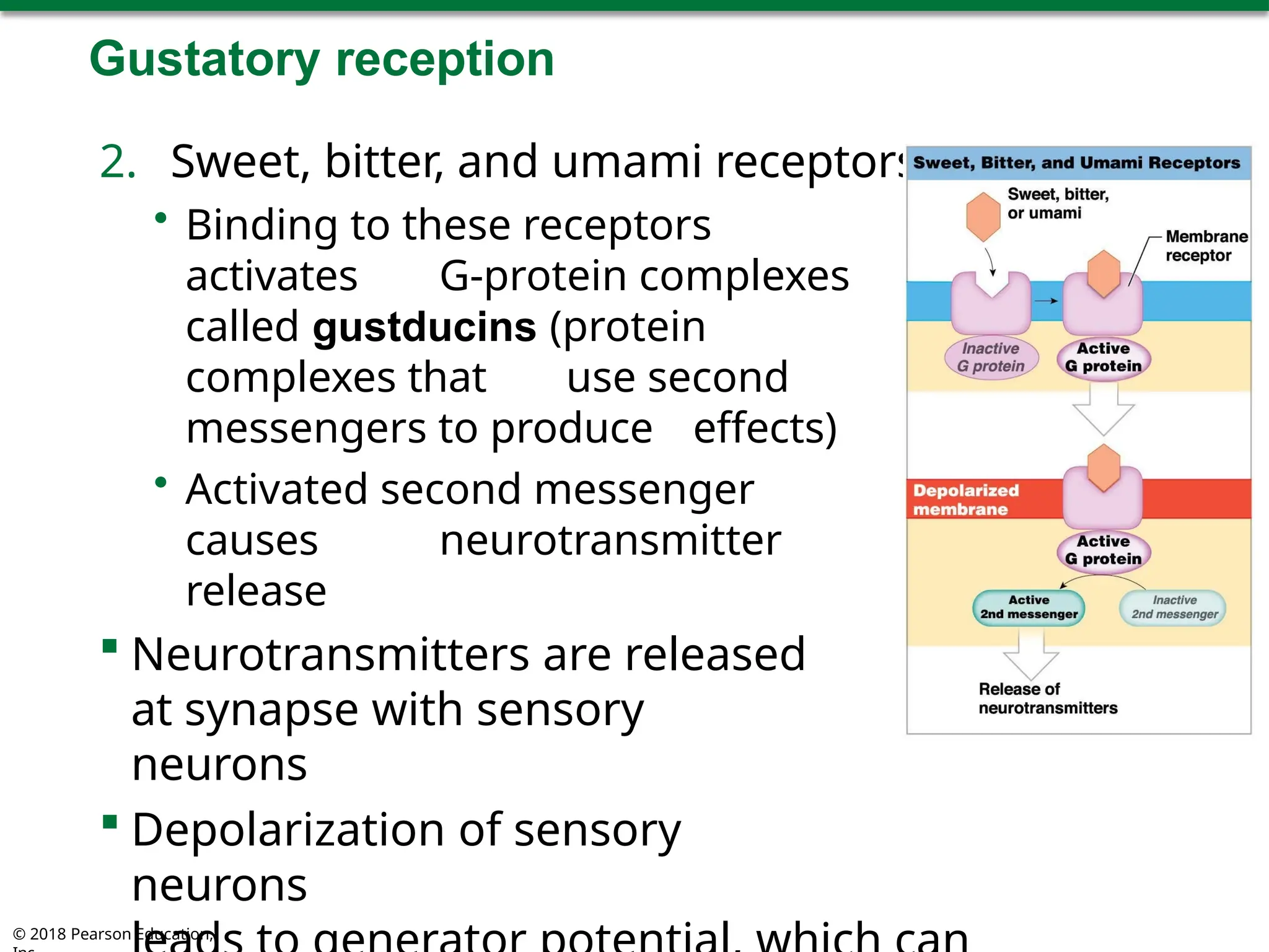 Special senses-lecture slides.pptx,,,,,, | PPTX