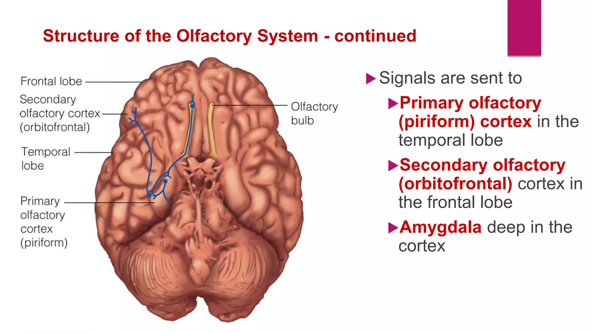 Special senses olfaction | PPTX