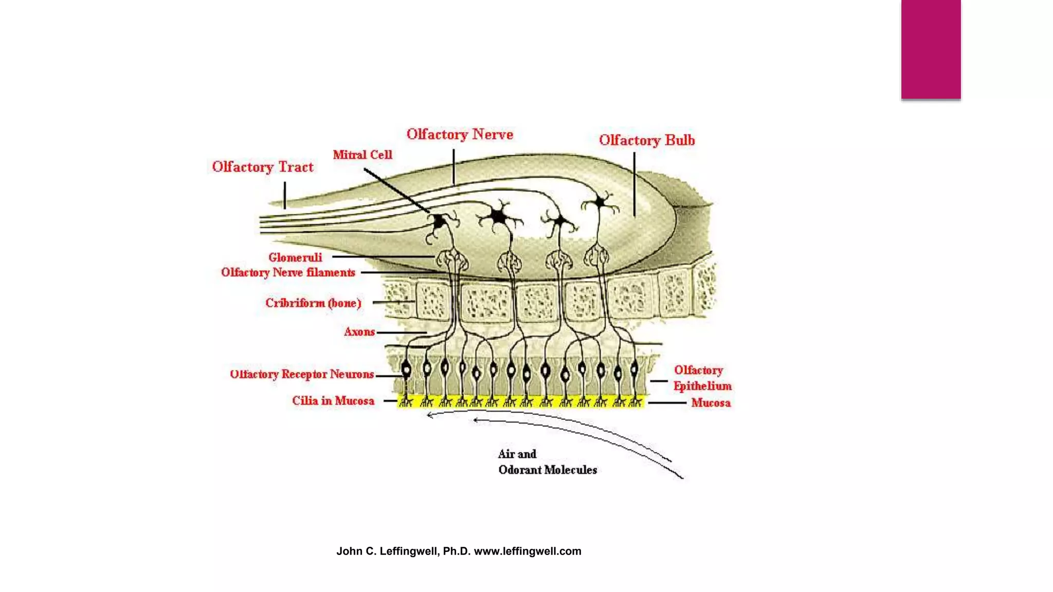 Special senses olfaction | PPTX