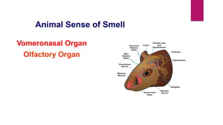 Special senses olfaction | PPTX