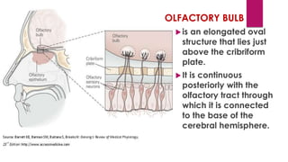 Special senses olfaction | PPTX