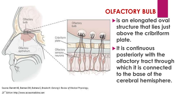Special senses olfaction | PPT