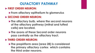 Special senses olfaction | PPT