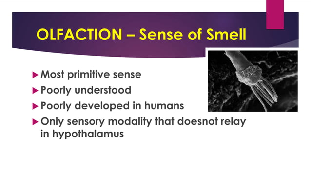 Special senses olfaction | PPT