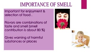Special senses olfaction | PPT