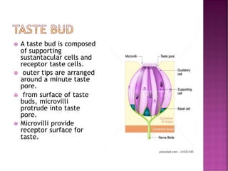 SPECIAL SENSES - part .............1.pdf