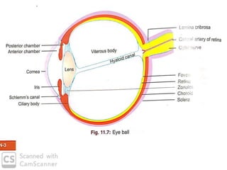 Special senses structure of eye | PPT