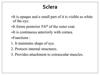 Special senses structure of eye | PPT