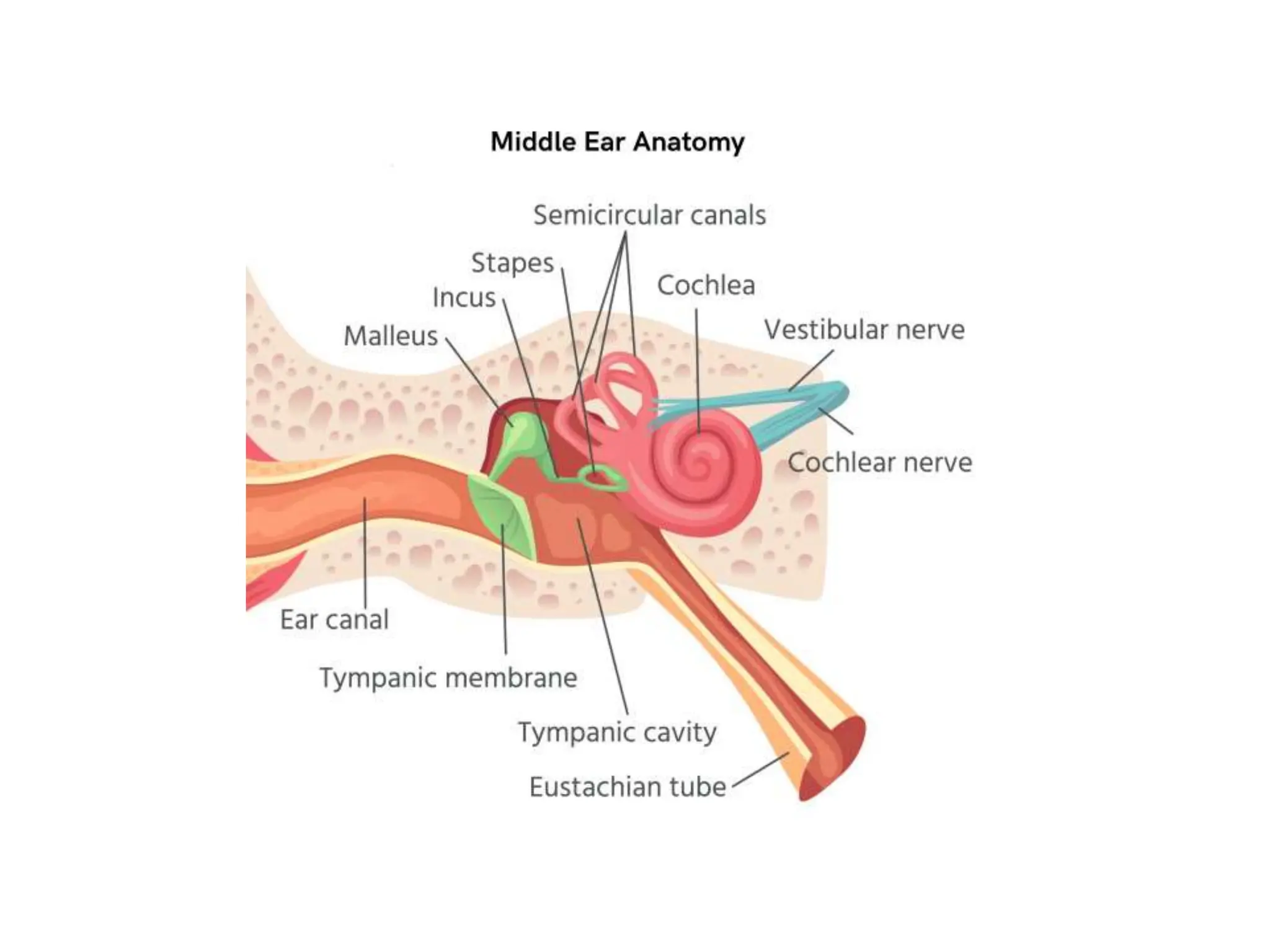 SPECIAL SENSES - eye , ear, taste, touch WPS Office.pptx | Eye and ...