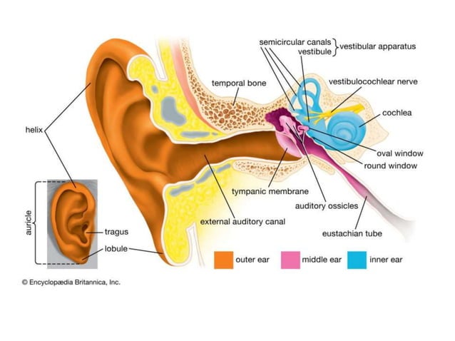 SPECIAL SENSES - eye , ear, taste, touch WPS Office.pptx | Eye and ...