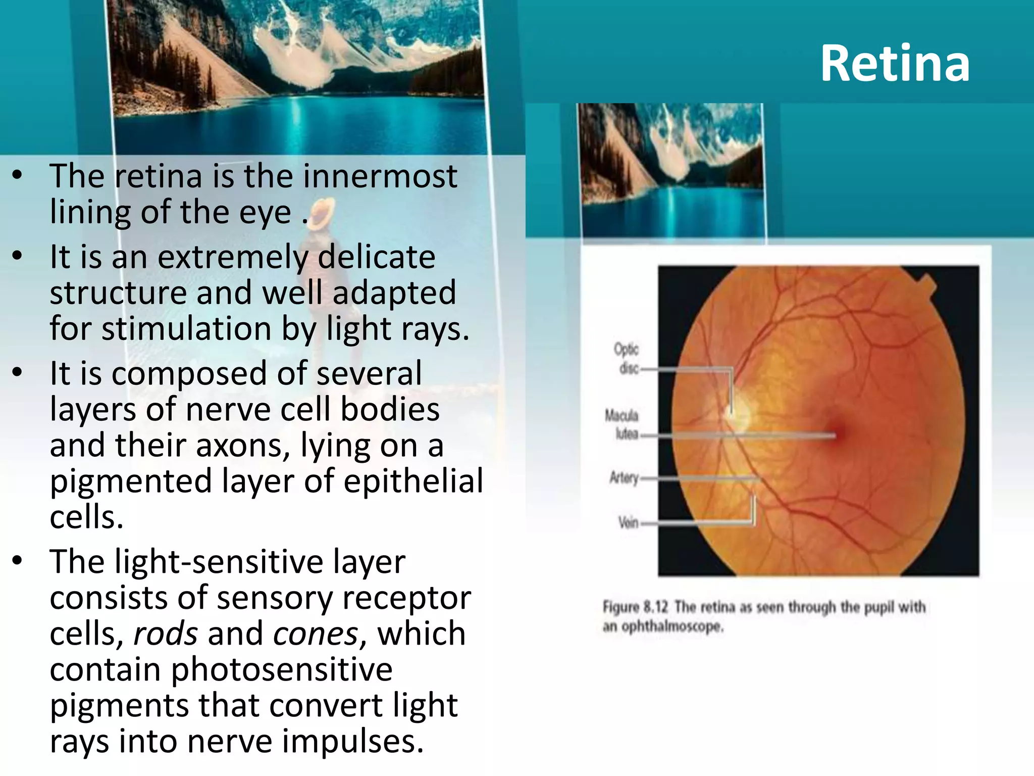 Anatomy and Physiology of Special senses | PPTX