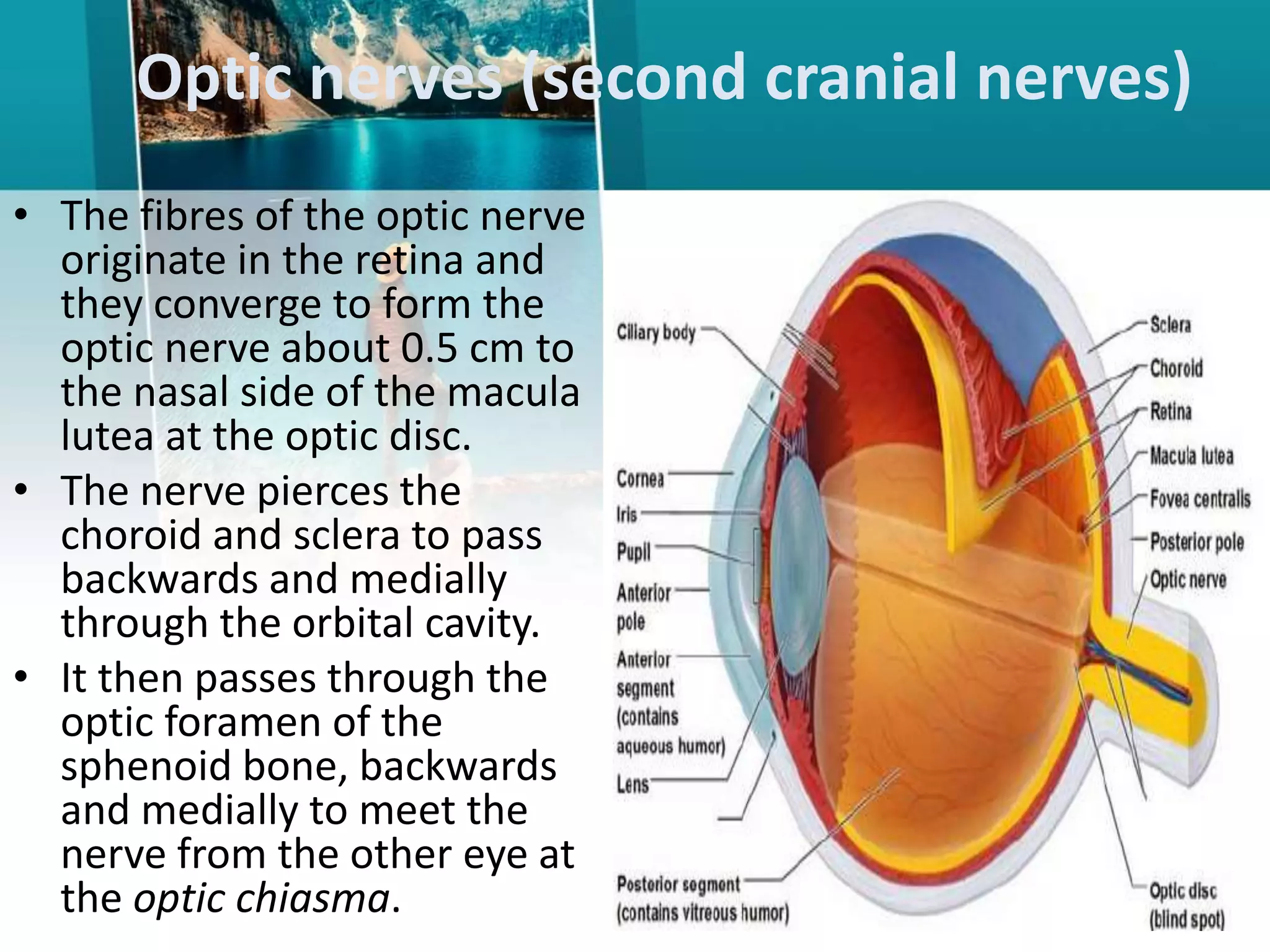 Anatomy and Physiology of Special senses | PPTX