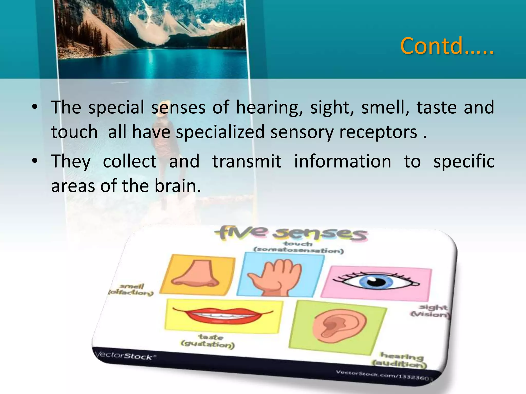 Anatomy and Physiology of Special senses | PPTX