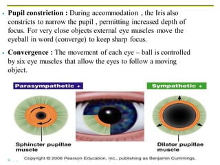 Special senses eye and ear | DOCX