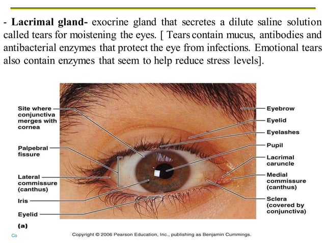 Special senses eye and ear | DOCX | Eye and Vision Conditions ...