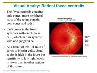 Special Senses Eye and Ear and their olfactory receptors | PDF