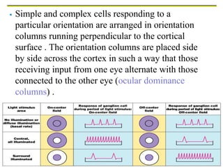 Special Senses Eye and Ear and their olfactory receptors | PDF