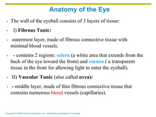 Special Senses Eye and Ear and their olfactory receptors | PDF