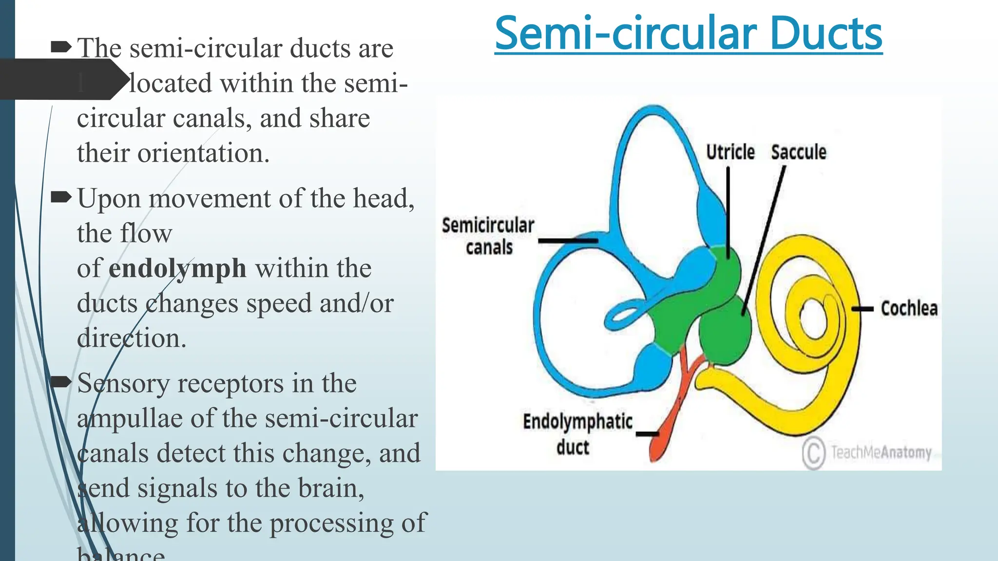 Special Senses (Eye -vision & Ear-hearing). | PPTX