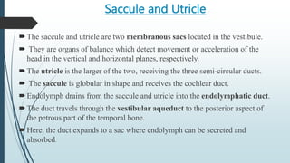 Special Senses (Eye -vision & Ear-hearing). | PPTX