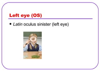 Special Senses The Eye And The Ear | PPT