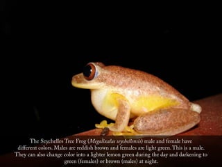Special Seychelles Amphibians.Ppsx