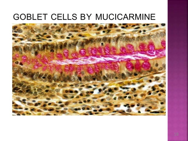 Special Staining.pptx