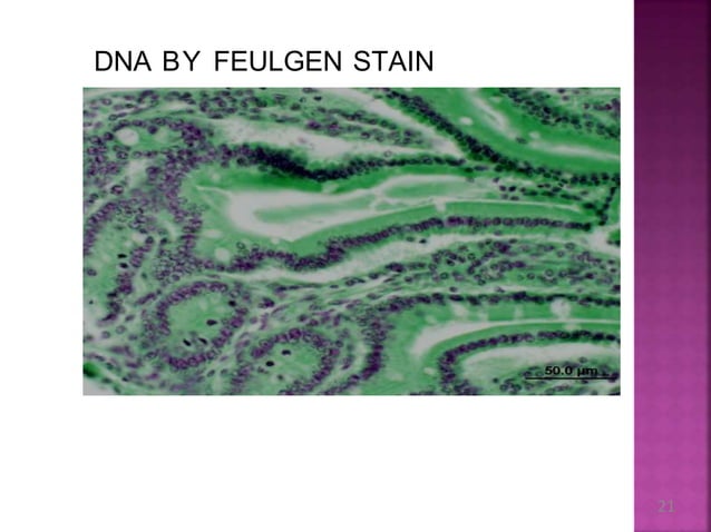 Special Staining.pptx