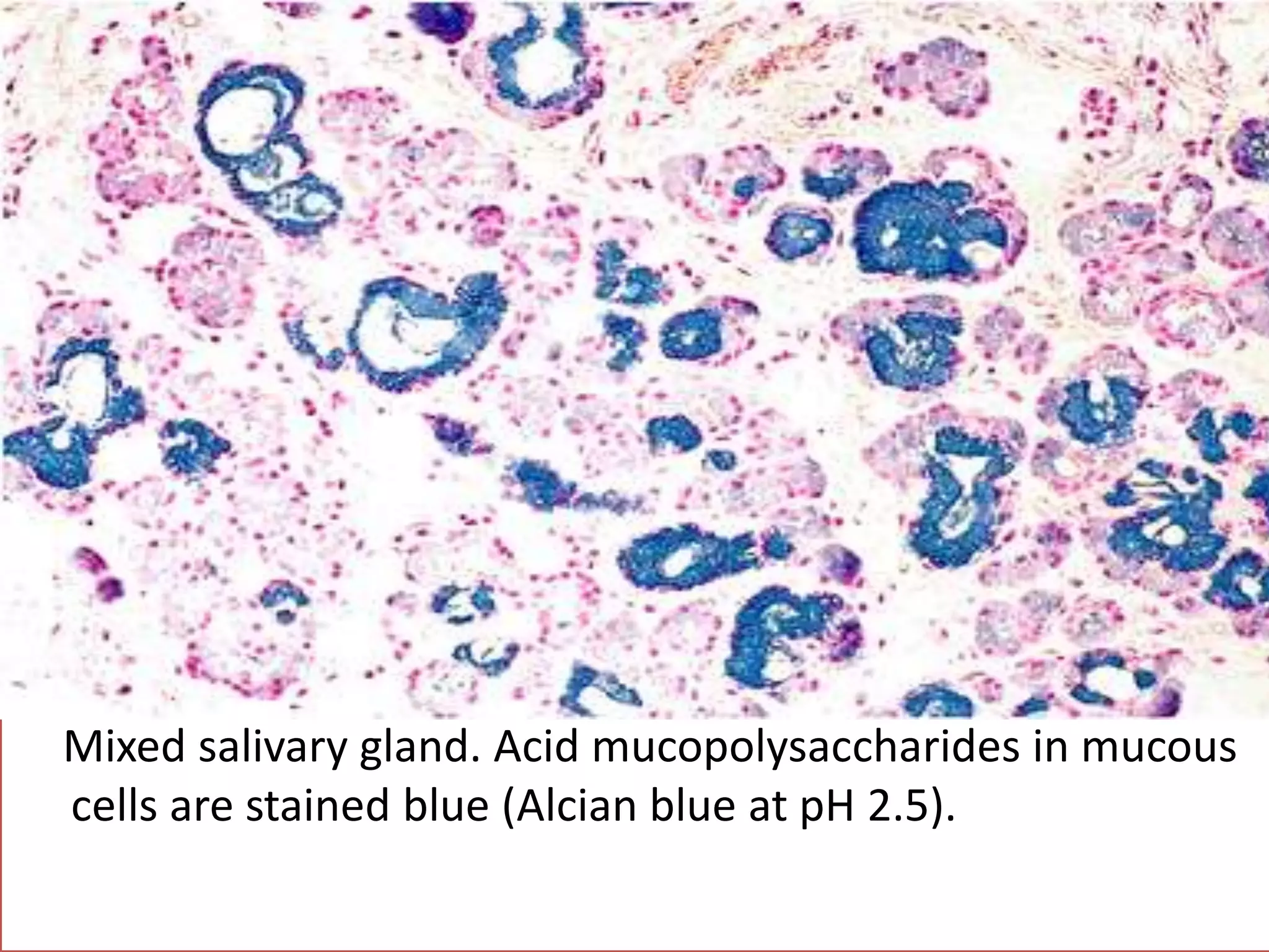 Special stain in histopathology | PPTX