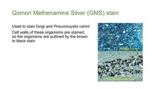 Special stains | PPTX